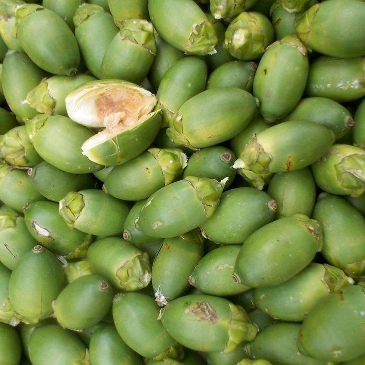 Buah Pinang Muda 1kg isi 35± butir Segar yang sangat banyak manfaatnya ...
