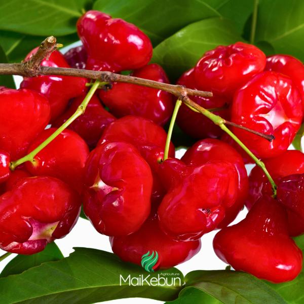 MAI KEBUN - POKOK JAMBU AIR BERTIH MERAH - CEPAT BERBUAH - TikTok Shop ...
