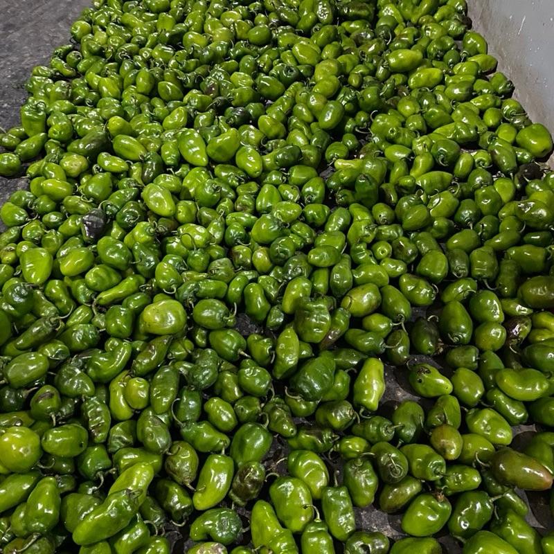 Cabe Gendot Dieng Hijau Fresh / Cabe Segar - Shop | Tokopedia