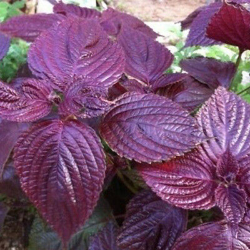 【Ready Stock】10 biji benih Japanese purple mint purple shiso - TikTok ...