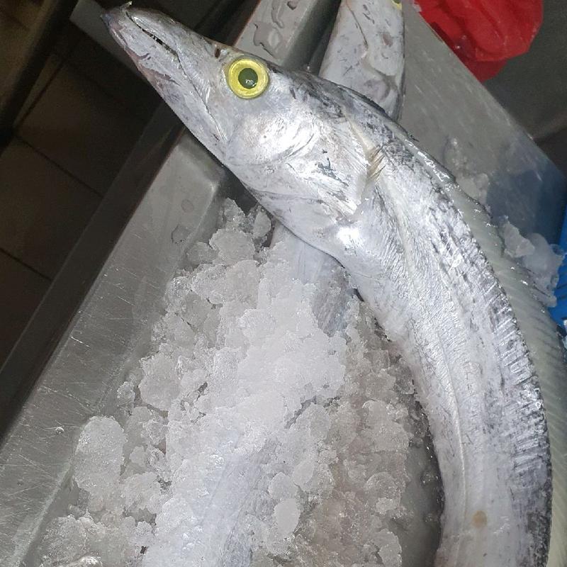 Fresh Frozen Belt Fish 750gm-900gm - TikTok Shop Singapore