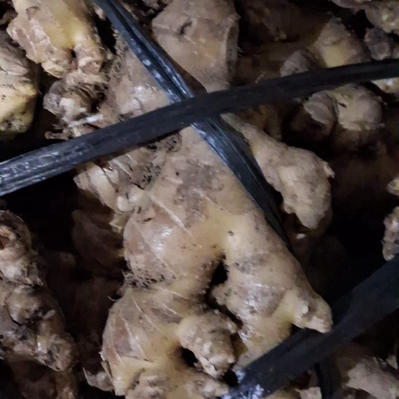 jahe gajah super fress lokal kediri - Shop | Tokopedia