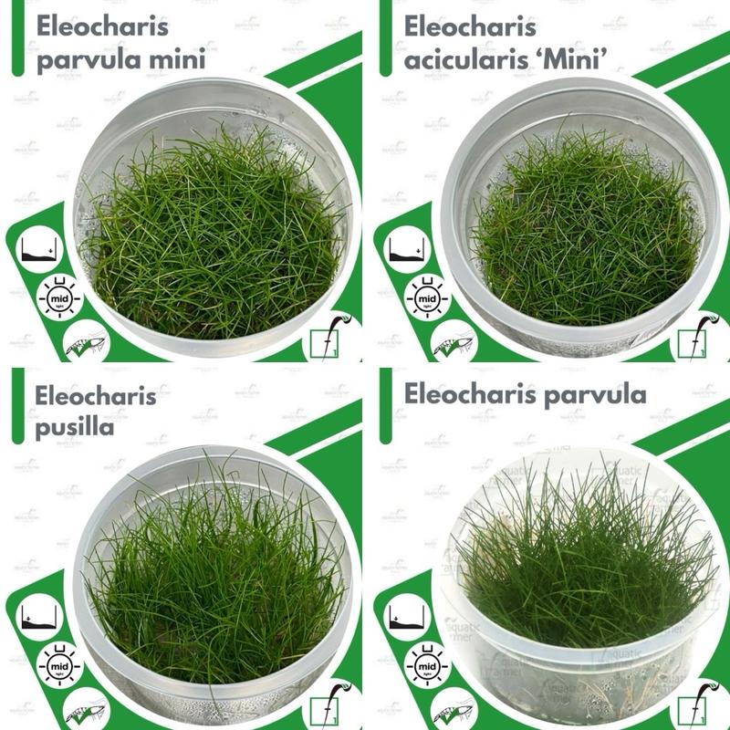 Eleocharis Collection Tissue Culture BUY 2 FREE 1 GIFT - TikTok Shop ...