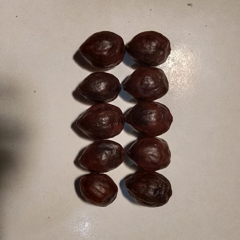 muncang adu panjangan/jawa - Shop | Tokopedia