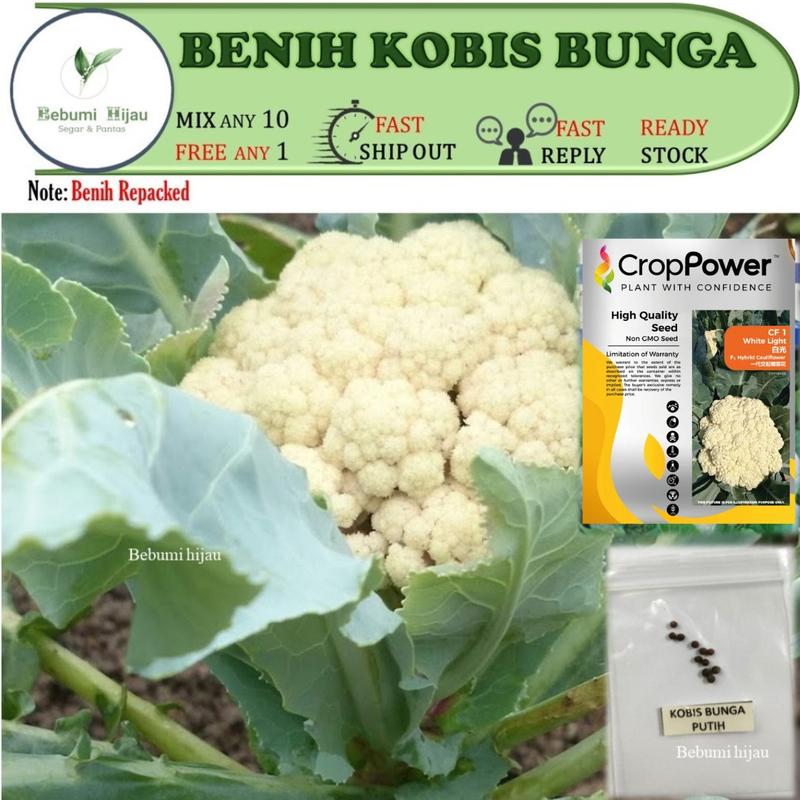 10 BENIH KOBIS BUNGA seeds branded crop power repacked - TikTok Shop ...