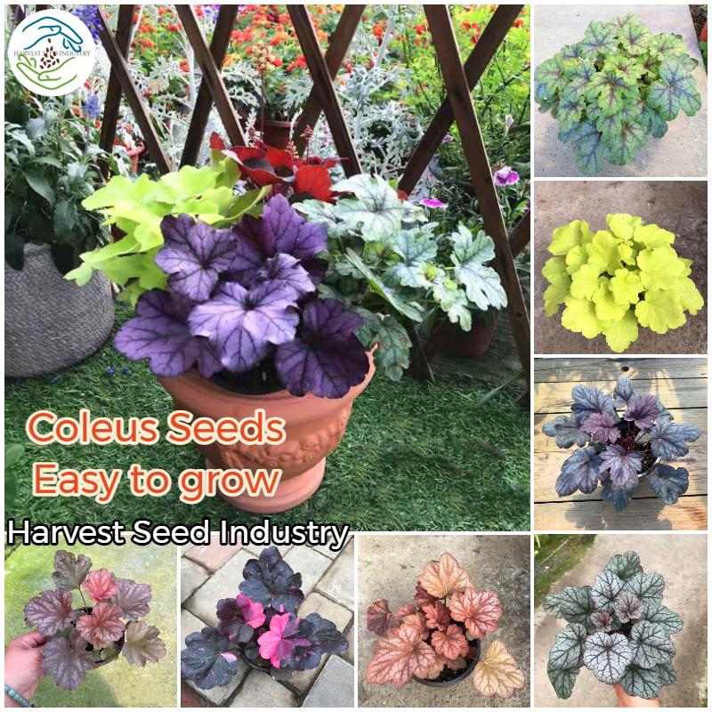 [Fast Germination] 100pcs Mixed Color Rare Coleus Seed Benih - TikTok ...