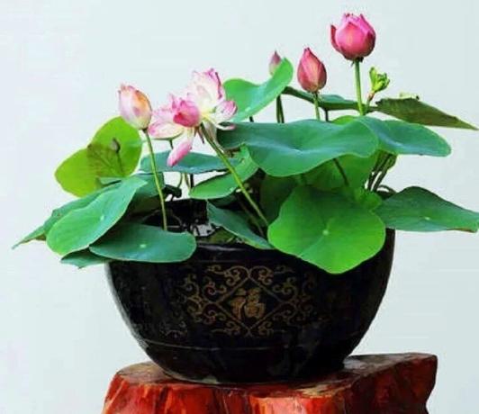 Lotus seeds four seasons sowing open hydroponic plant lotus seeds ...