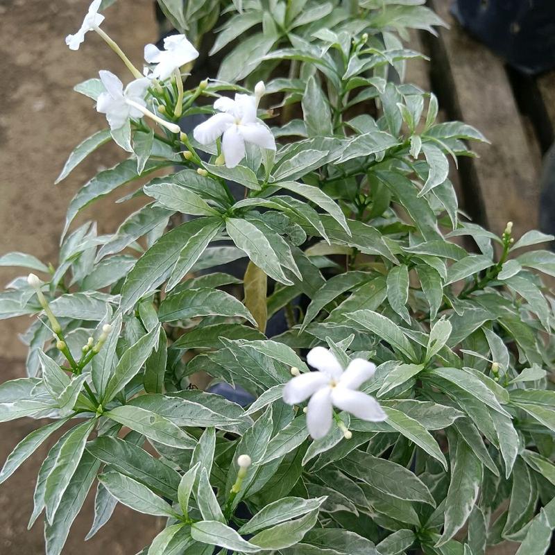 POKOK BUNGA JASMINE | xartifial plant - TikTok Shop Malaysia