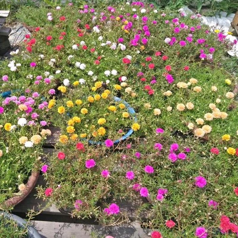 Keratan Bunga ros jepun, 10 warna, 70 keratan, warna asing. Garden ...