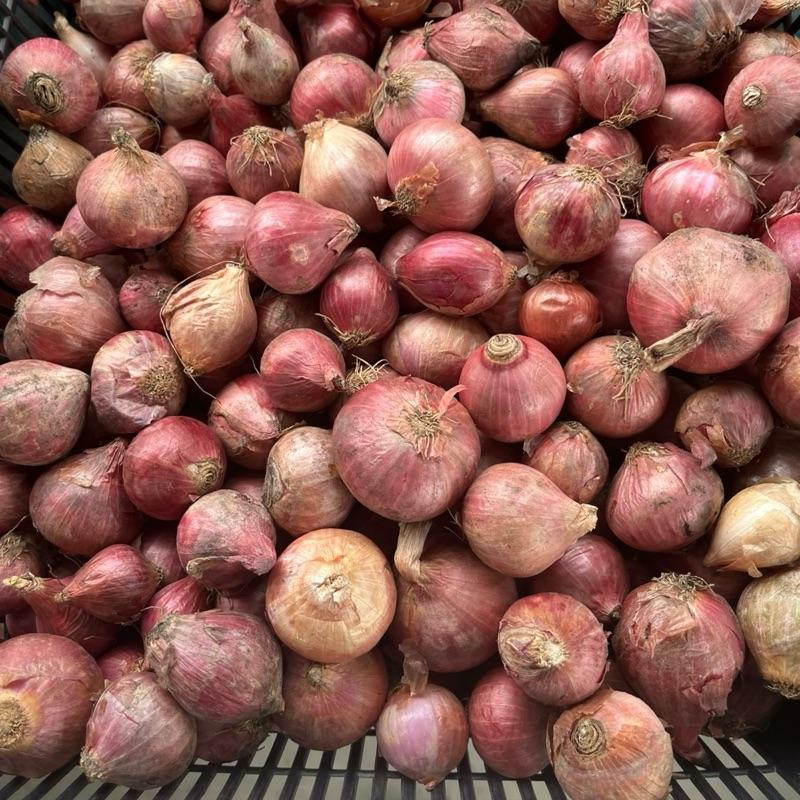 Bawang merah bawang besar Food - TikTok Shop Malaysia