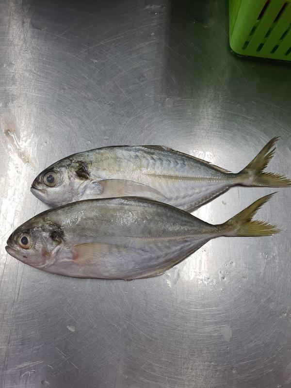 Fresh Frozen Boon Tiong 400-500g - TikTok Shop Singapore