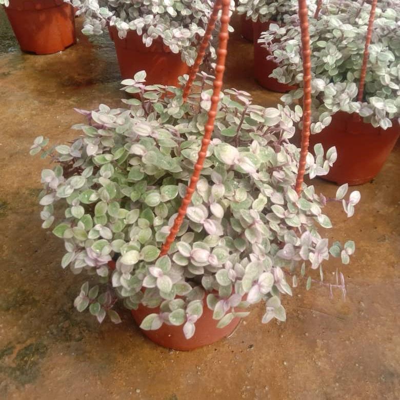 Callisia Pink Lady Callisia Repens Turtle Vine hanging live succulent ...