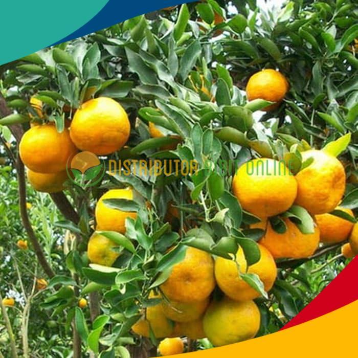 Jual BIBIT TANAMAN JERUK SIAM PONTIANAK - Kota Samarinda - ANDRISA VA ...