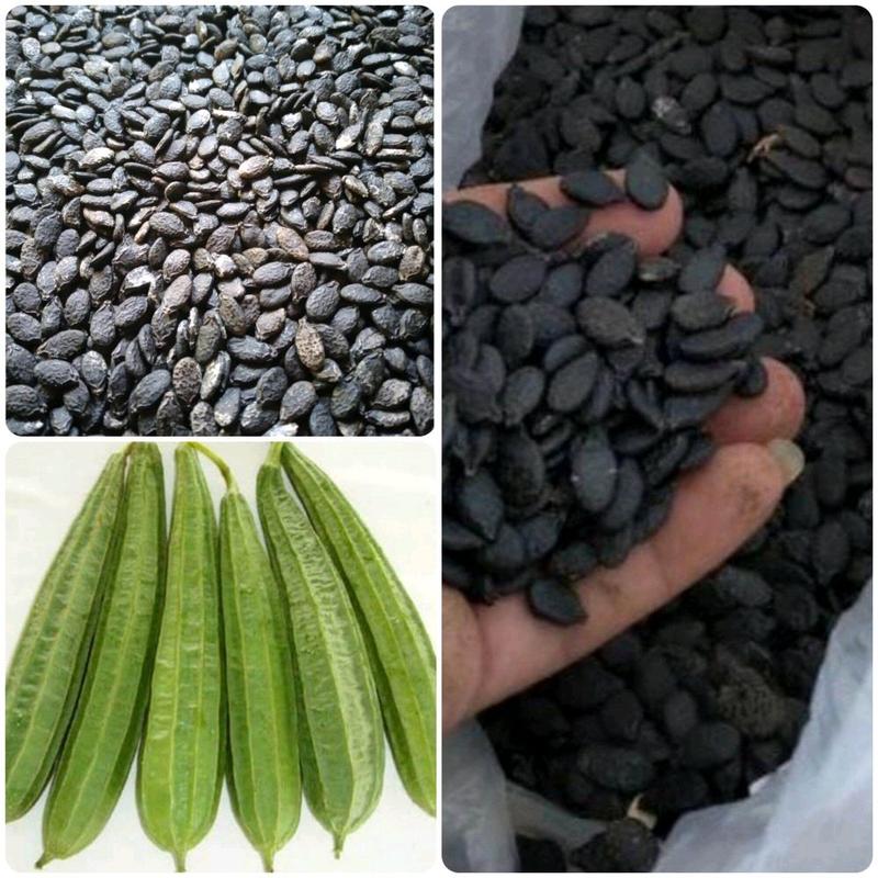 Benih oyong gambas Tavi 50 butir - Shop | Tokopedia