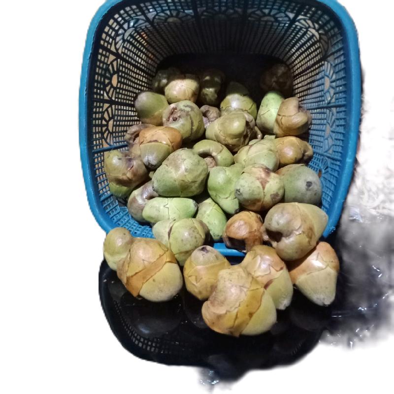 Beluluk Kelapa Segar Herbal Tradisional 1 Kg - Produk Tradisional ...