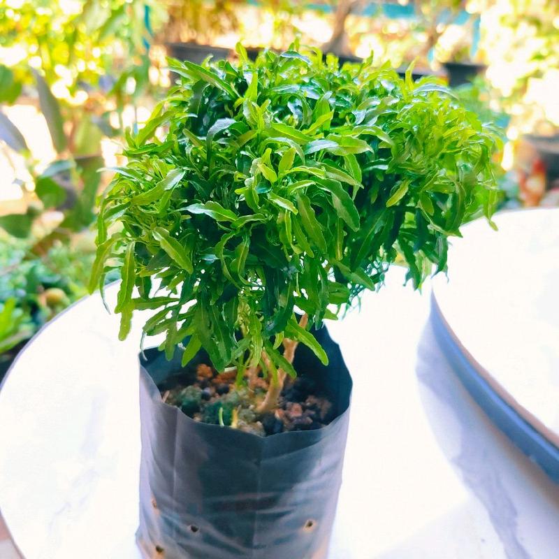 Pokok tong mas puding kerinting hiasan tree artificial - TikTok Shop ...