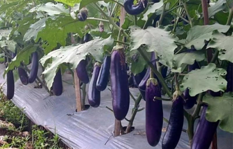 Terong Ungu Terong Sayur Fres Organik Segar Untuk Masakan Anda Bumbu ...