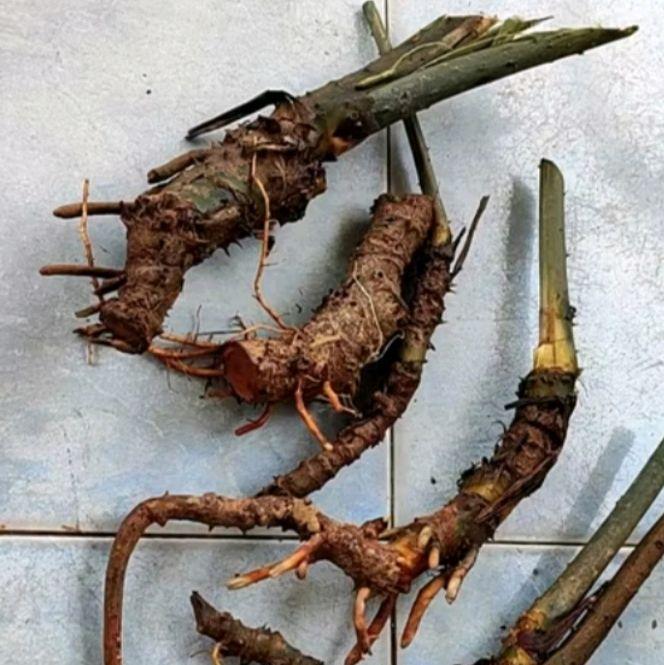Ubi geli-geli fresh untuk rawatan tradisional. - TikTok Shop Malaysia