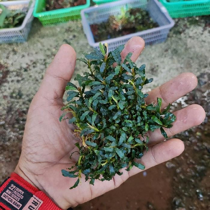 Jual Bucephalandra sp mini clump - Kota Pontianak - Kaldemicplants ...