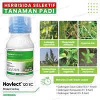 Jual Novlect 120EC Rinskor Active Herbisida Selektif Tanaman Padi Sawah ...