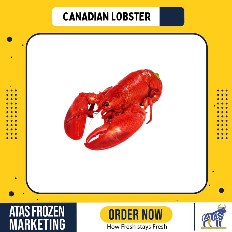 CANADIAN LOBSTER (800/900G PCS) - TikTok Shop Malaysia