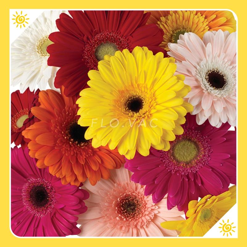 Bunga Daisy Segar ~ 10 Tangkai *Direct from Cameron Highlands - TikTok ...