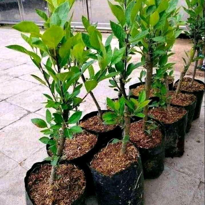 Bibit Apel merah Apel fuji - Shop | Tokopedia