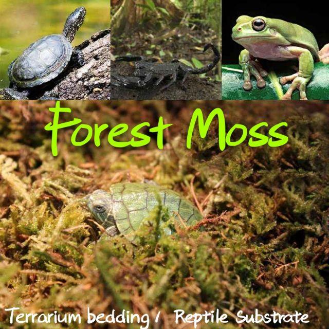 Tropical dried Moss Terrarium substrate reptile substrate reptile ...