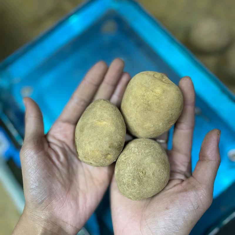 kentang asli dieng sedang fress - Shop | Tokopedia
