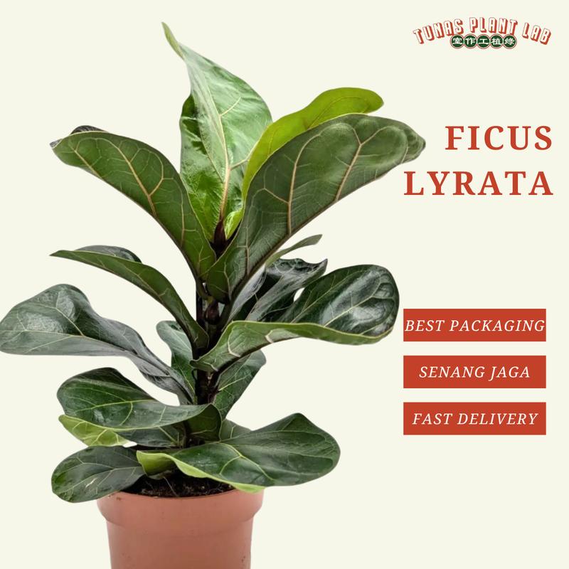 Pokok Bunga FICUS LYRATA Pokok Hiasan Murah - TikTok Shop Malaysia
