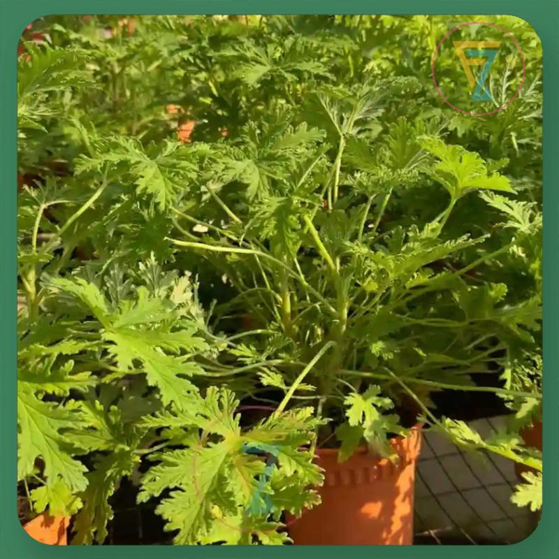 FLORAZAZZY Pokok Citronella Geranium Pokok Jeremin Pokok Halau - TikTok ...