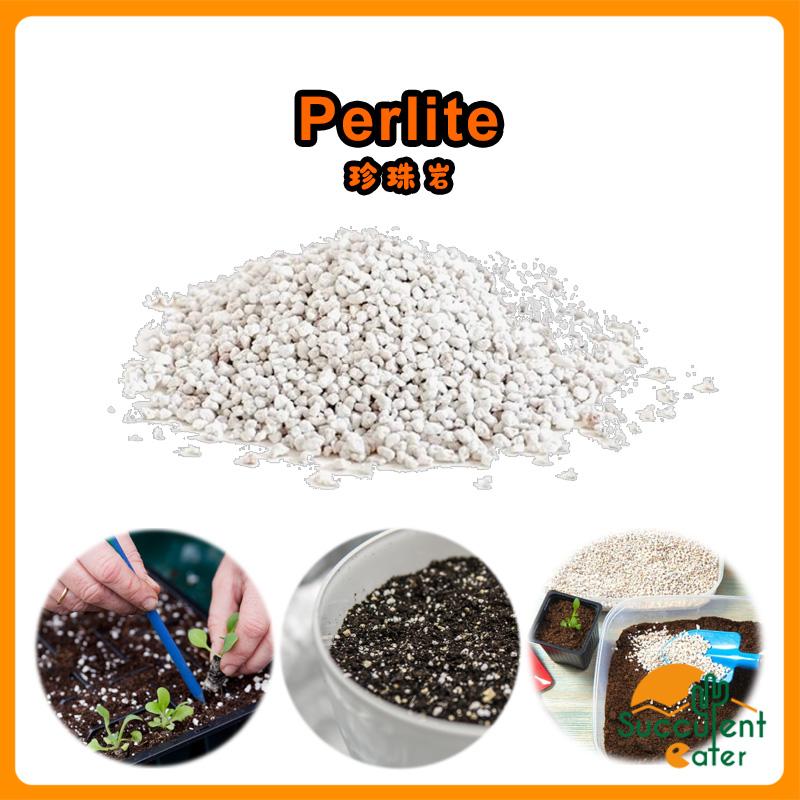 Perlite 3-6mm For Cactus & Succulents Kaktus (Natural Expanded - TikTok ...