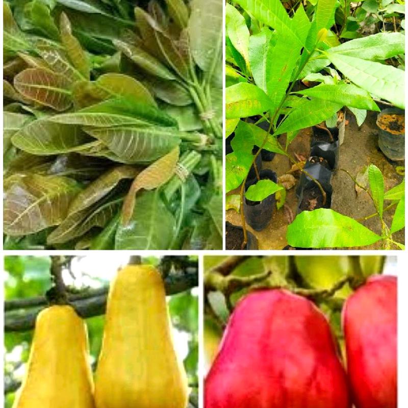 Plant Seeds Daun Ulam Ketereh Gajus Artificial - TikTok Shop Malaysia