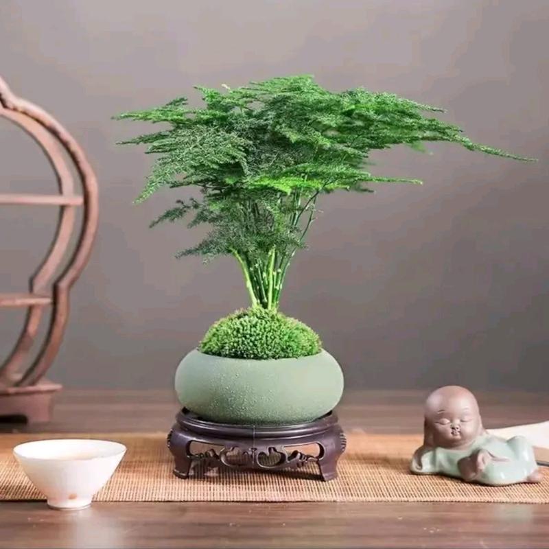 Asparagus Fern Tanaman pot bunga dalam ruangan bonsai ruang tamu - Shop ...