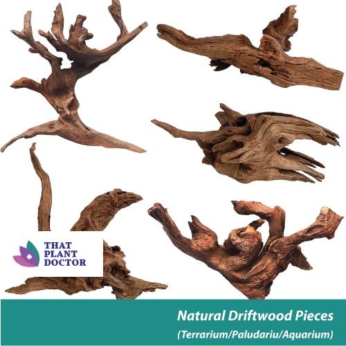 Natural Driftwood Pieces (Aquarium/ Paludarium / Terrarium Scaping ...