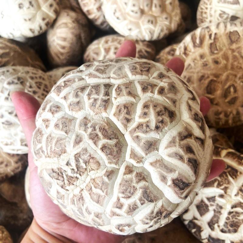 4 pieces 220-250g Extra Large Shiitake Mushroom Dried 4 keping - TikTok ...
