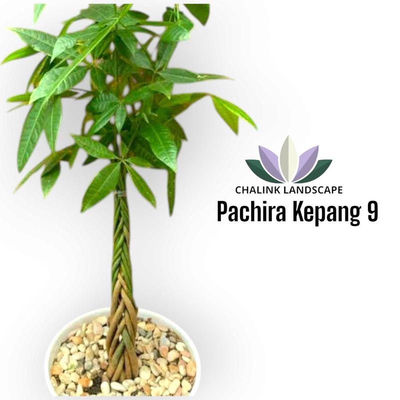 chalink landscape Tanaman Hias Indoor Pacira Kepang 9 / Tanaman Hidup ...