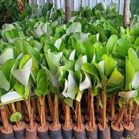 Jual Tanaman Calathea Pisang Lutea Calathea Pisang Bedak Cocok Untuk ...