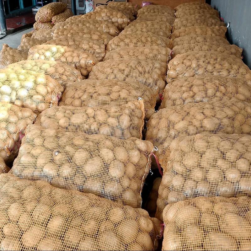 Kentang ABC (kentang besar) fresh dari petani - Shop | Tokopedia