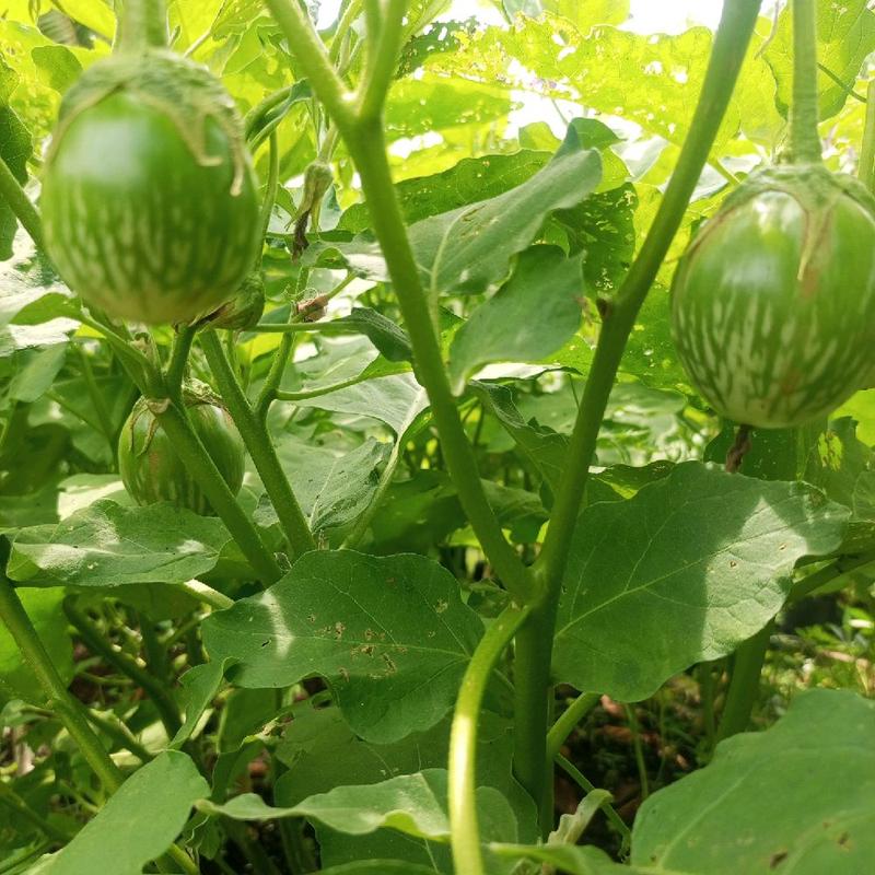 buah terung ulam hijau kampung organik memang sedap. Food Fresh ...
