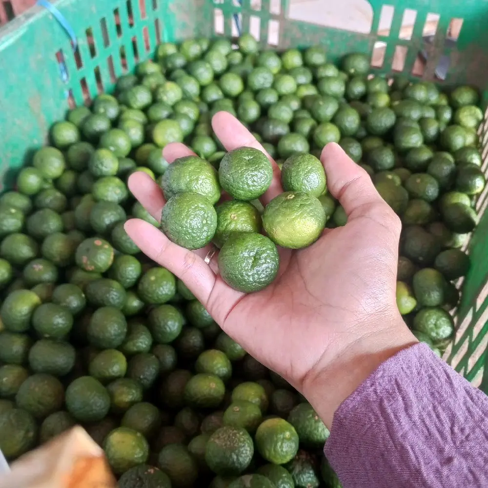 Jeruk Nipis 1kg Sedang Besar Grade A Fresh Petik Kebun - Shop | Tokopedia