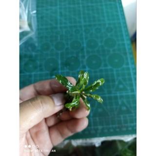 Bucep (random) emersed form per rhizome and small clump plan - TikTok ...