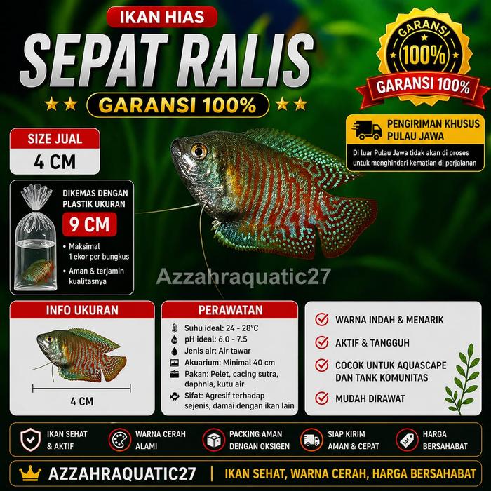 Promo Ikan Hias Sepat Ralis Size 4 Cm | Sepat Ralis Gourami | Ikan Air ...