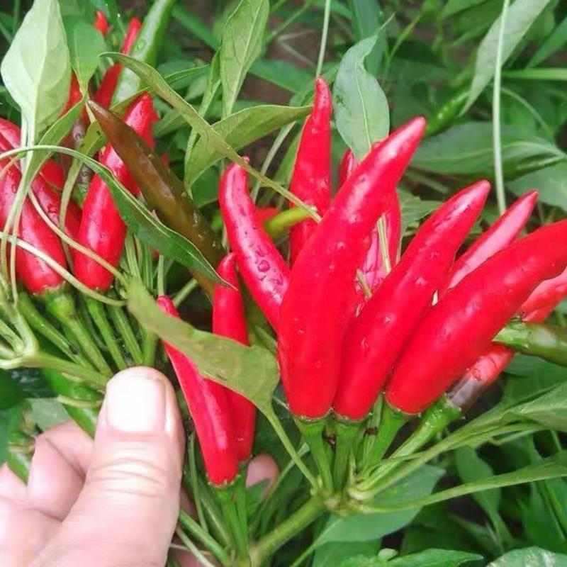 Benih Chili Jambak Merah 150pcs /Red Chili Seeds - TikTok Shop Malaysia