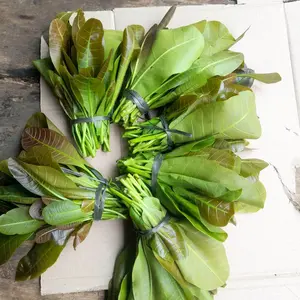 daun suring daun kenikir atau daun suring segar langsung petik per 150 ...