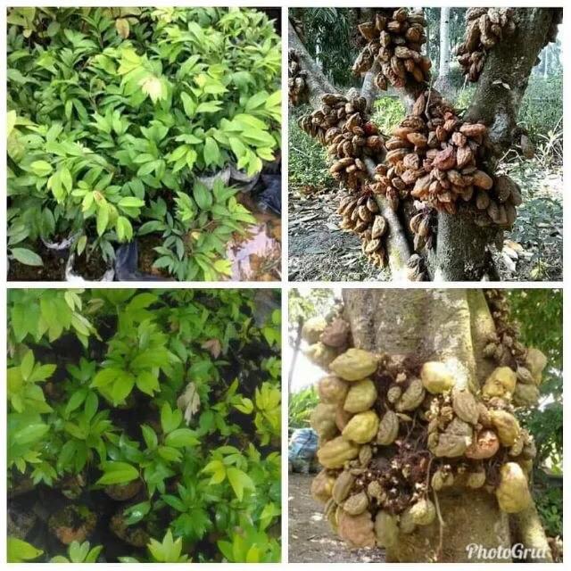 artificial ank POKOK NAM-NAM atau KATAK PURU - TikTok Shop Malaysia