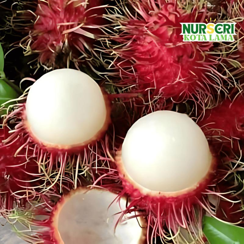 [HYBRID] POKOK RAMBUTAN GULA BATU (R3) / Lekang / Rambutan Merah ...