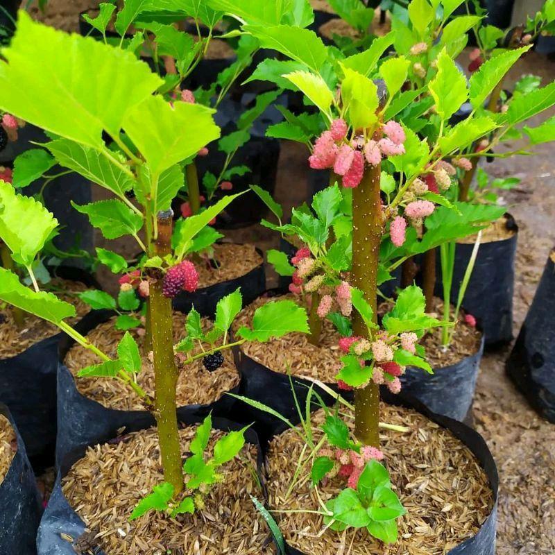 Pohon Buah Murbei Berbuah - Tanaman Murbey - Pohon Mulberry - Buahan ...
