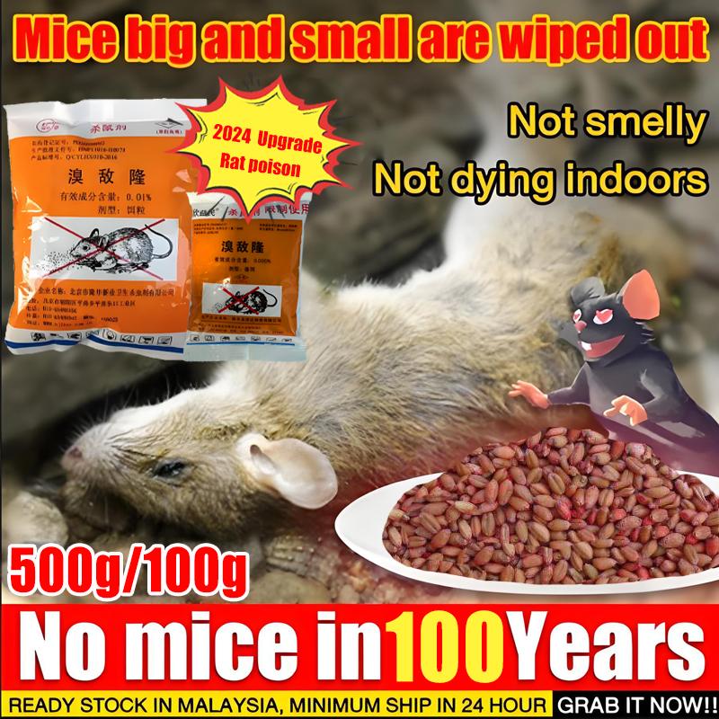 Rats die outdoors and don't need to be cleaned up rat poison - TikTok ...