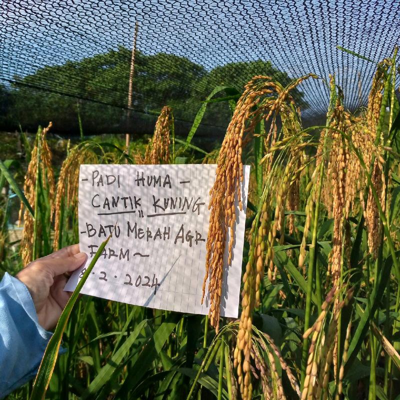 Padi huma variti cantik kuning/ benih semenanjung malaysia tanam ...